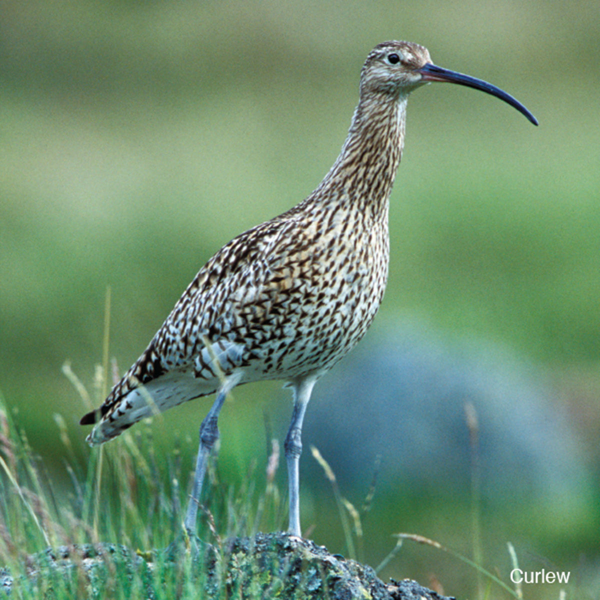 Curlew Audio Sound Greeting Card – CountrysideGreetings